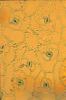 Tejidos: Animal y vegetal: Tejido Protector